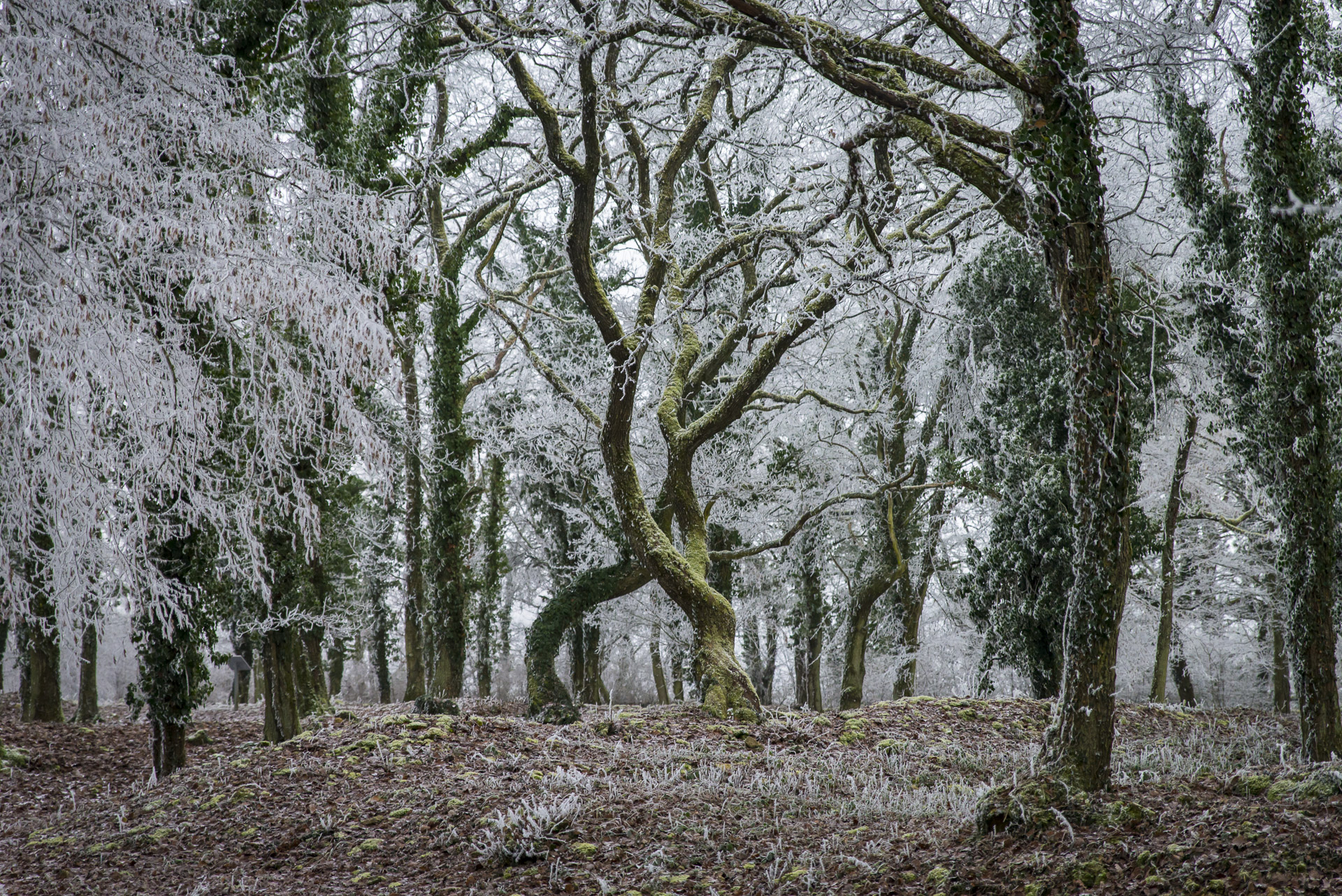 Photographies – dans la nature » Olivier Piéton - graphiste - photographe